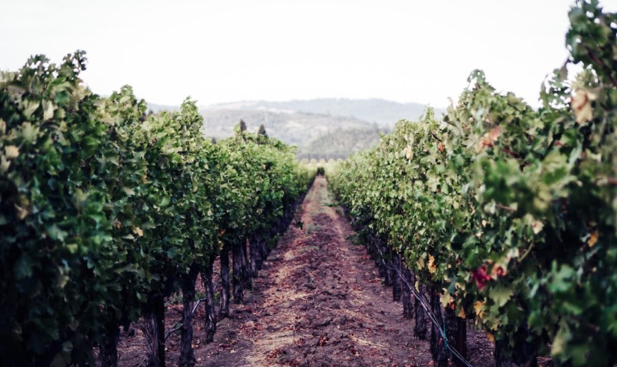 5 Food and Drinks You Must Enjoy When Visiting Napa